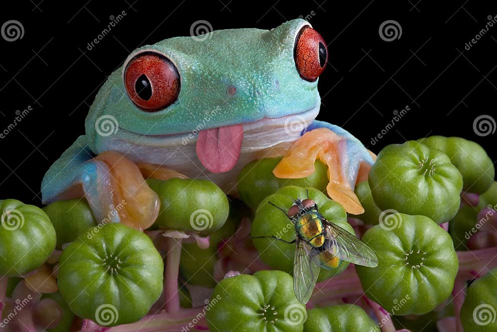 Tree frog eyeing fly stock photo. Image of frog, horizontal - 15976358