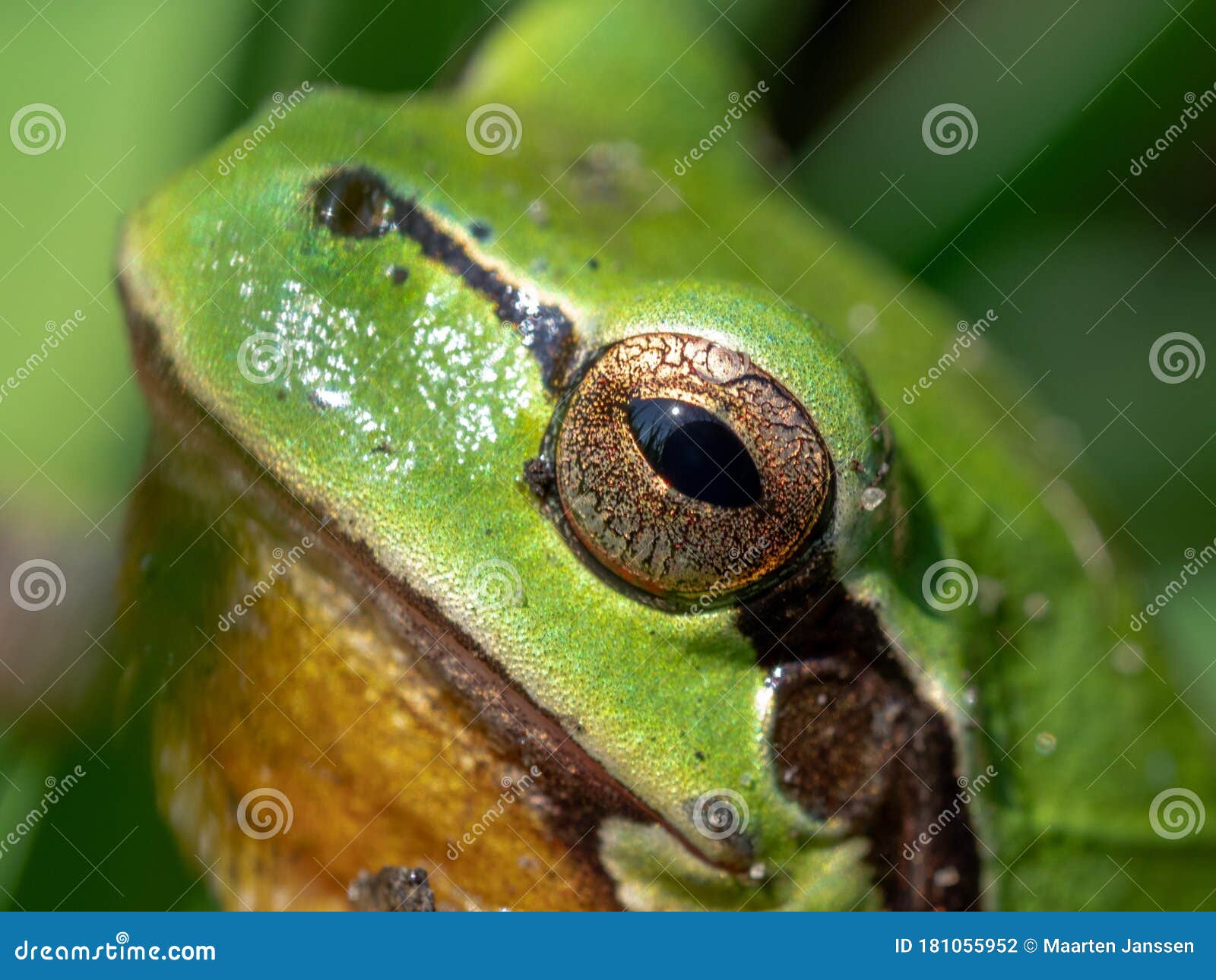 Tree frog eyes stock photo. Image of close, tree, eyes - 181055952