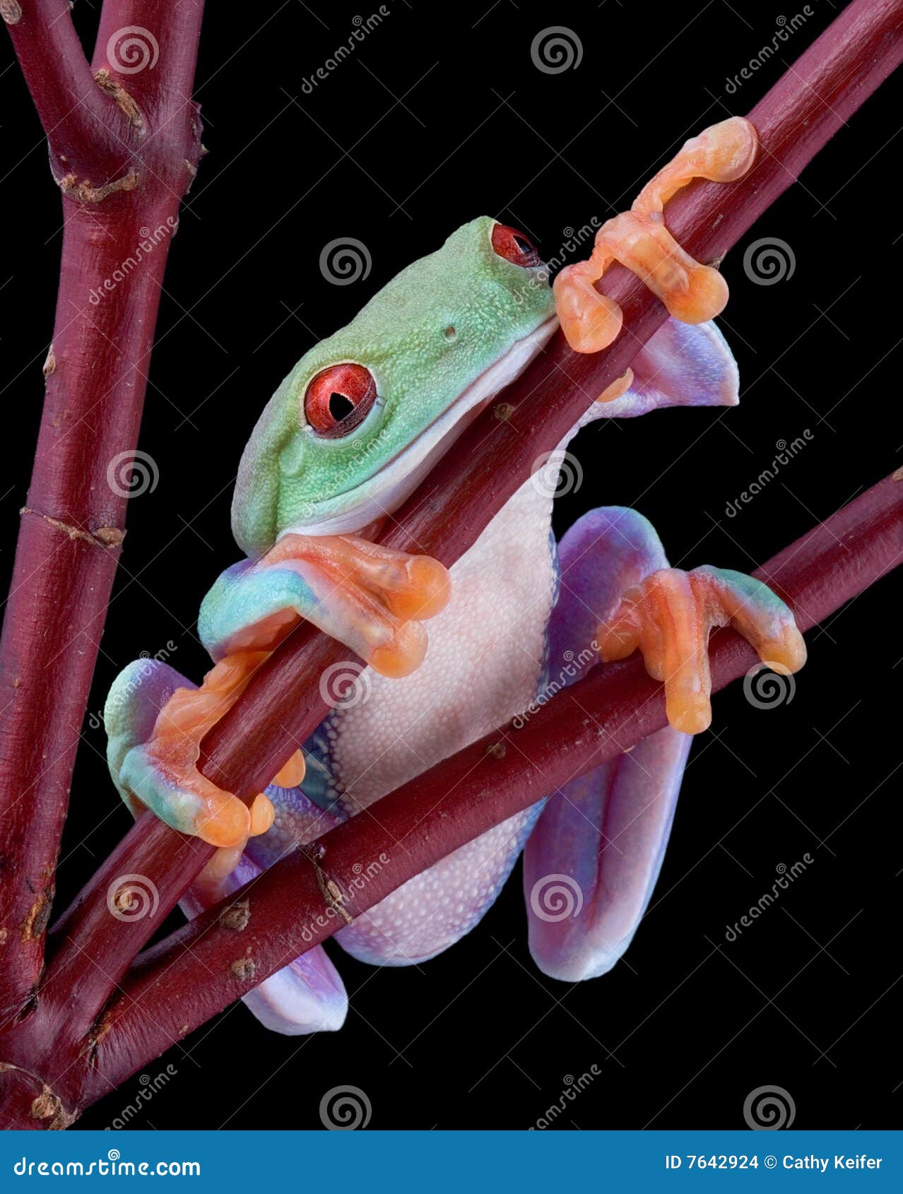Tree frog falling asleep stock photo. Image of amphibian - 7642924