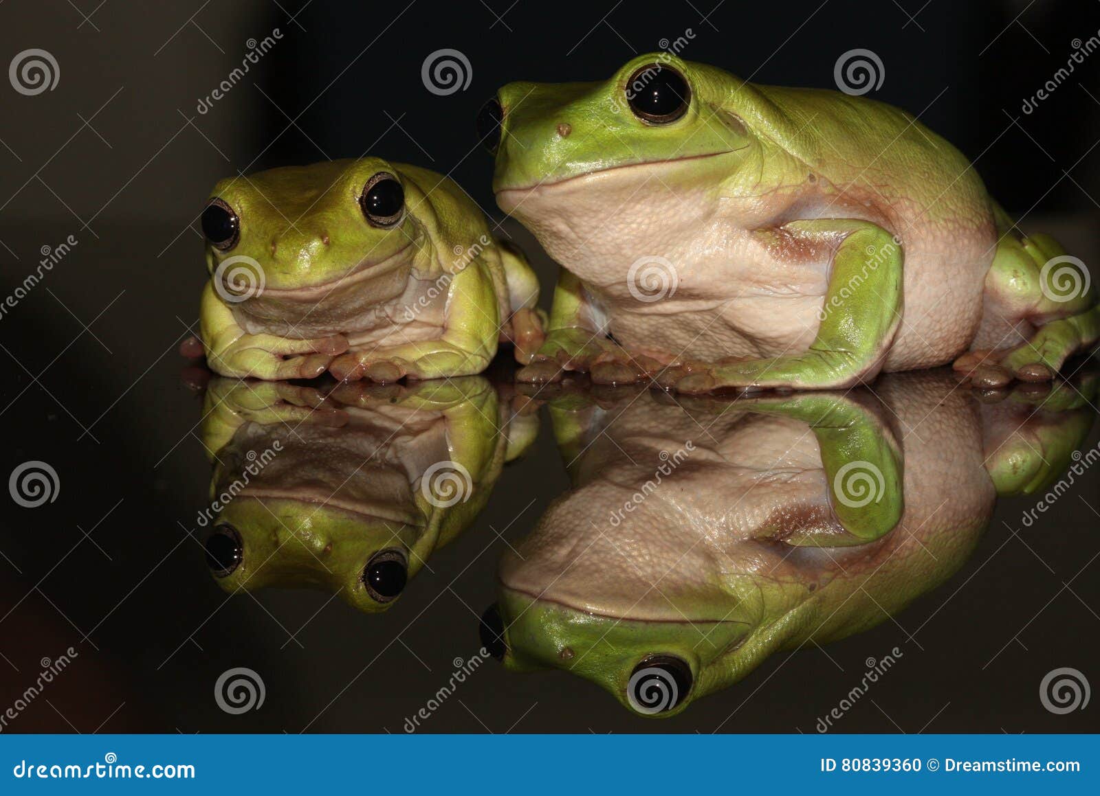 Tree frog family stock photo. Image of happy, treefrog - 80839360