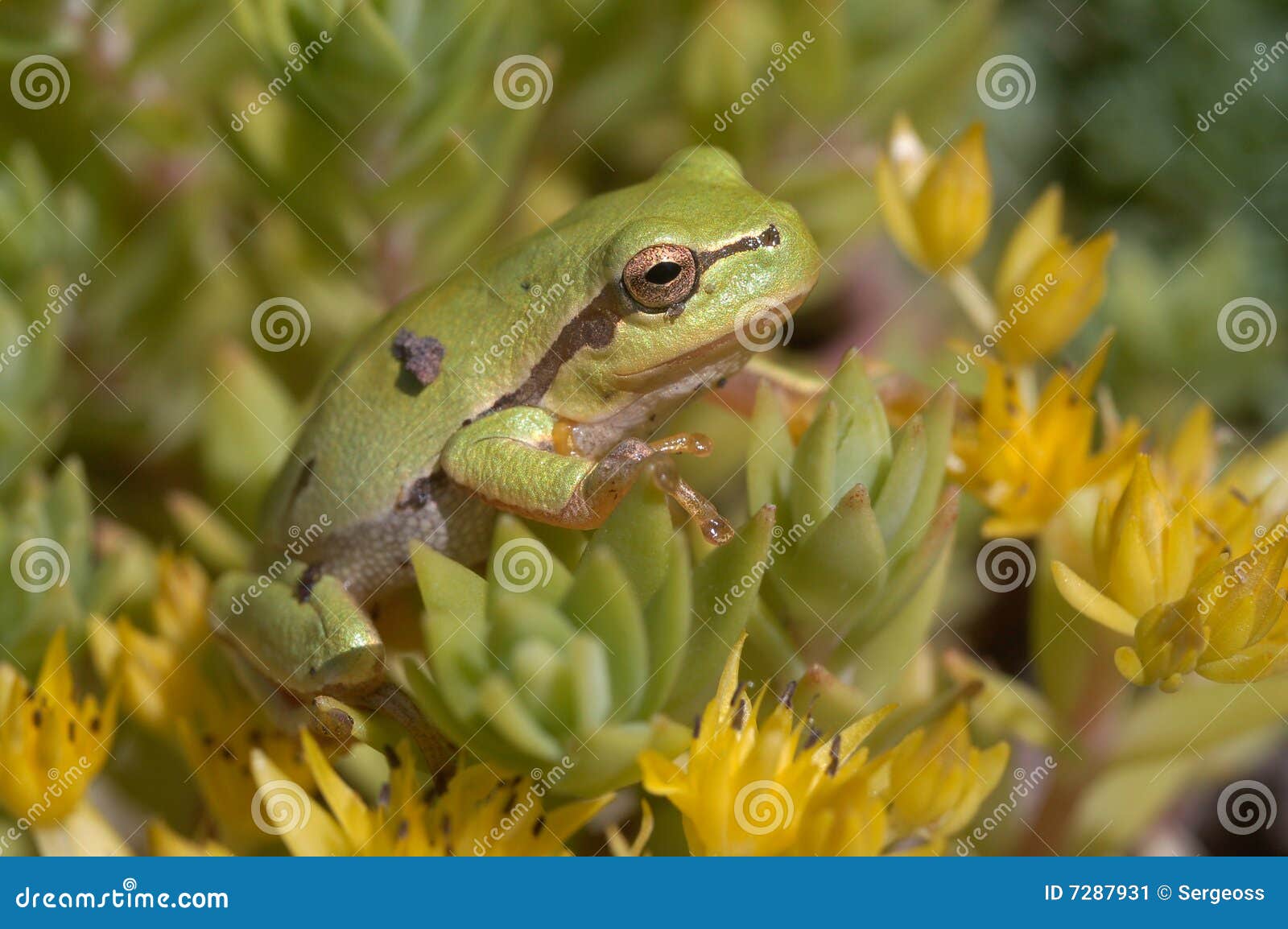 Tree Frog and Flowers stock image. Image of looking, hylidae - 7287931