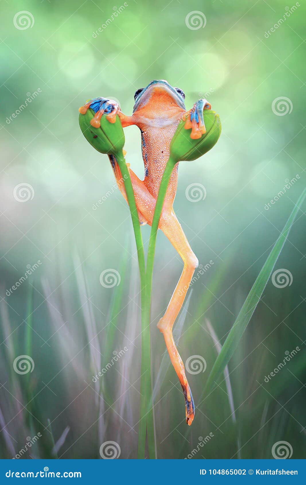 Tree Frog, Flying Frog on the Branch Stock Photo - Image of exotic ...