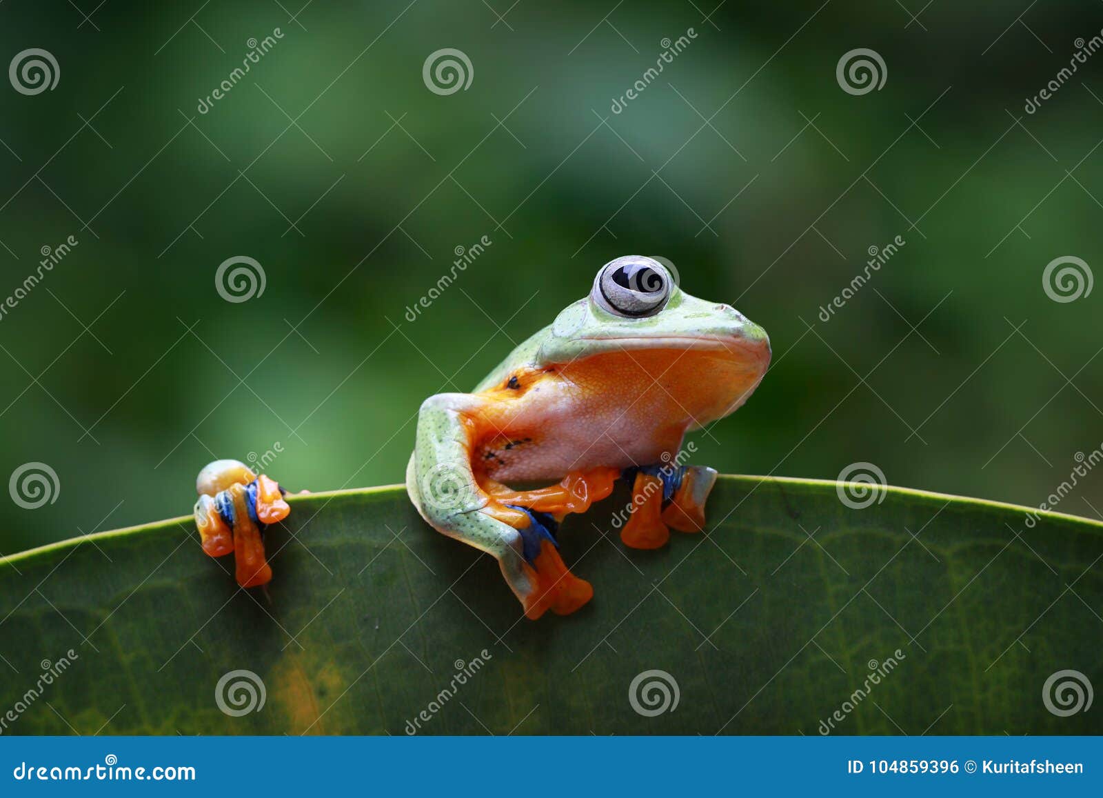 Tree Frog, Flying Frog on the Gree Leaf Stock Photo - Image of ...