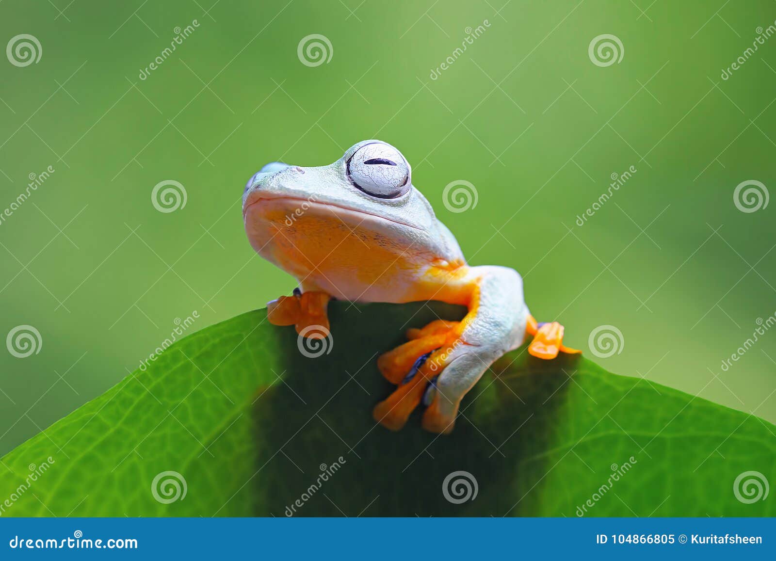 Tree Frog, Flying Frog Hide on Leaf Stock Image - Image of looking ...
