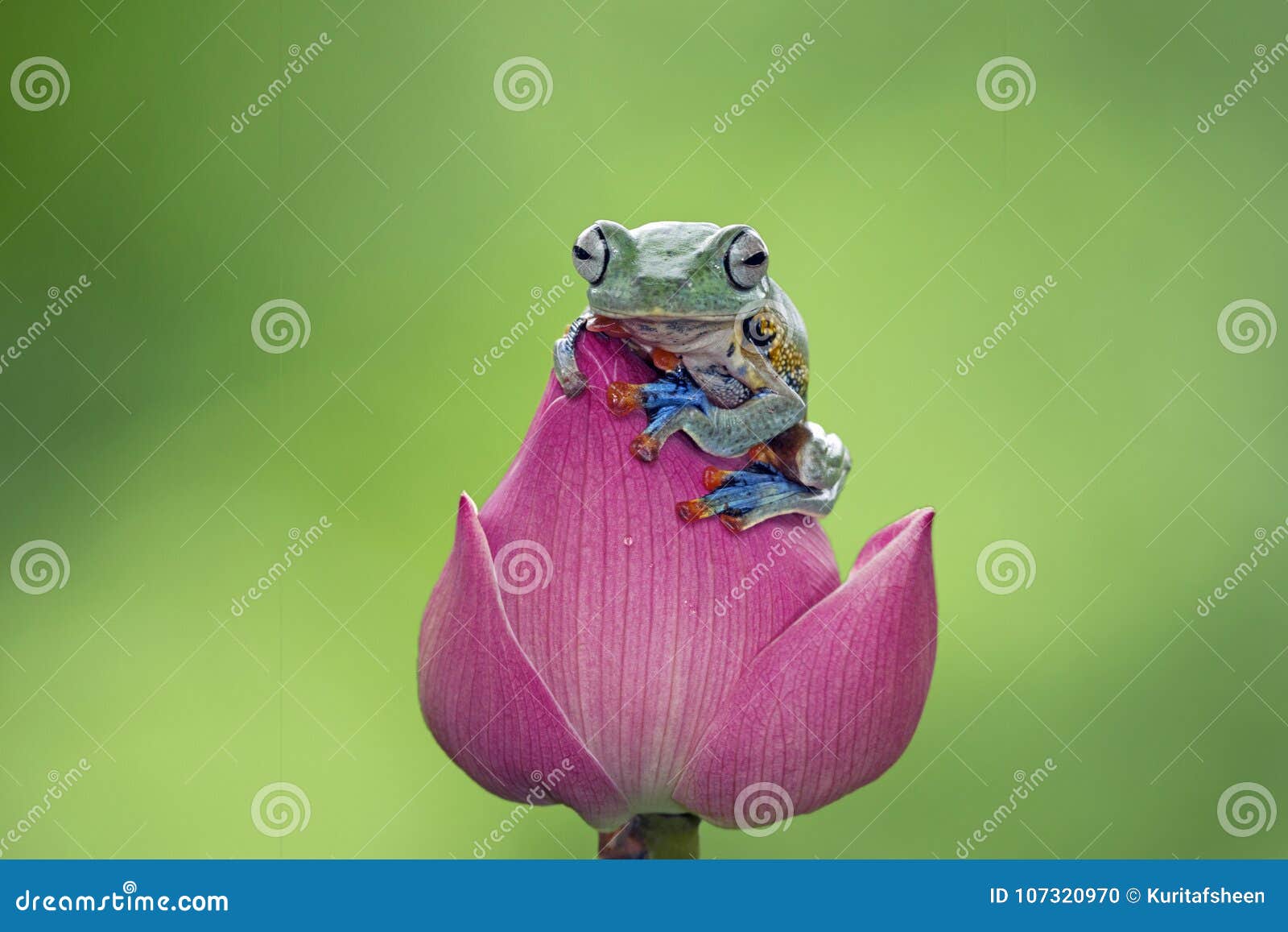 Tree Frog, Flying Frog, Javan Tree Frog Stock Photo - Image of life ...