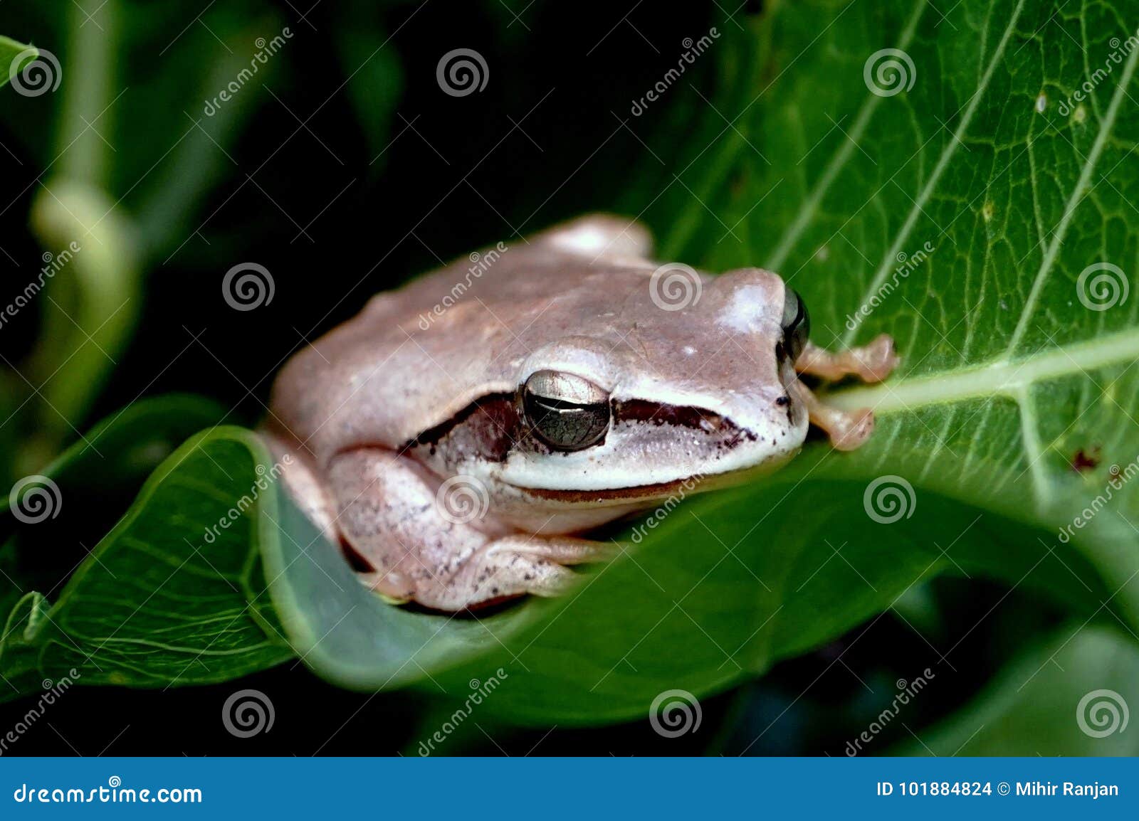 A Tree frog in forty wink stock photo. Image of frog - 101884824
