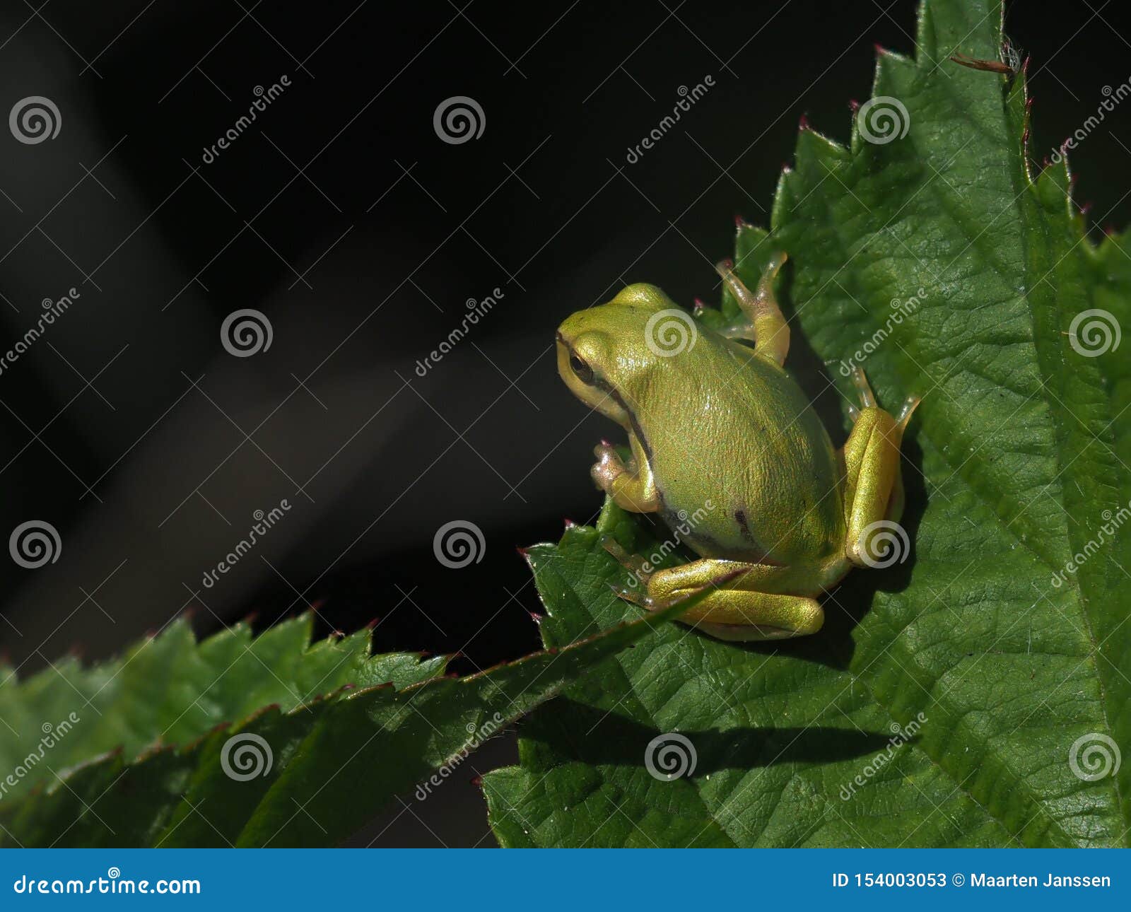 Tree frog stock image. Image of beauty, green, frog - 154003053
