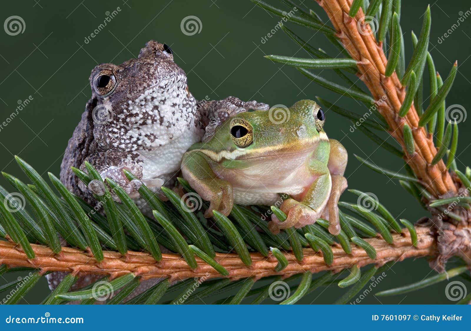 Tree frog friends stock image. Image of tree, love, together - 7601097
