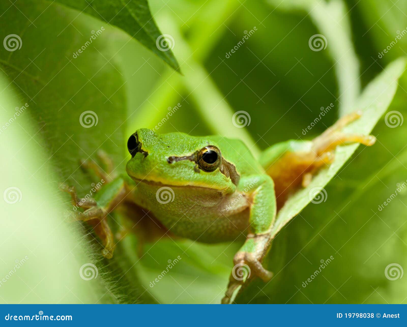 Tree frog funny peek stock photo. Image of arboreal, little - 19798038