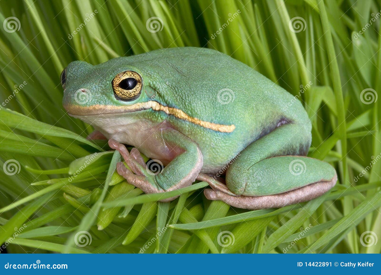 Tree frog in grass stock image. Image of amphibian, frog - 14422891