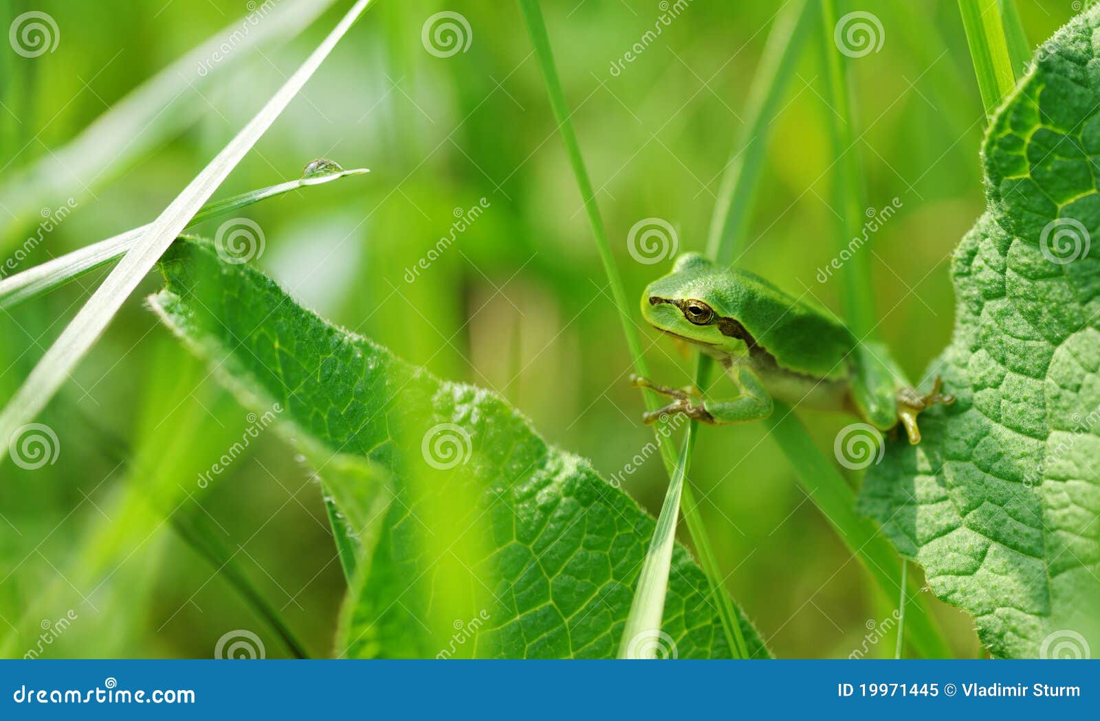 Tree frog in the grass stock image. Image of grass, green - 19971445