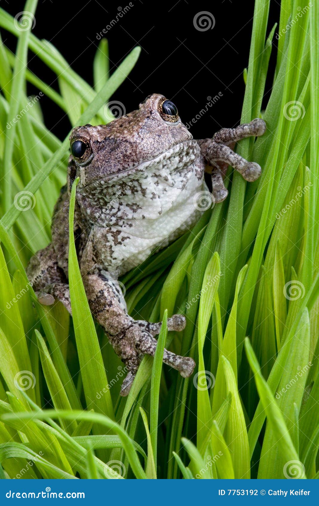 Tree frog in grass stock photo. Image of frog, nature - 7753192