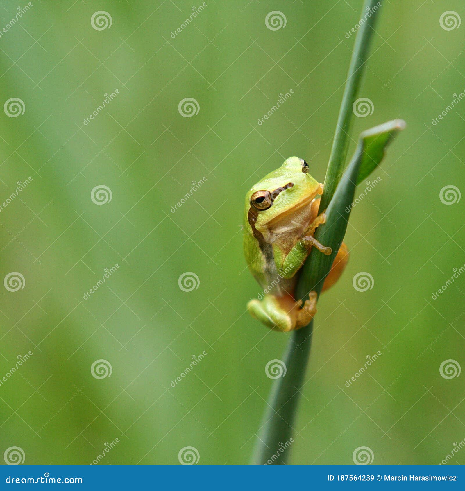 Tree frog on grass blade. stock image. Image of wildlife - 187564239