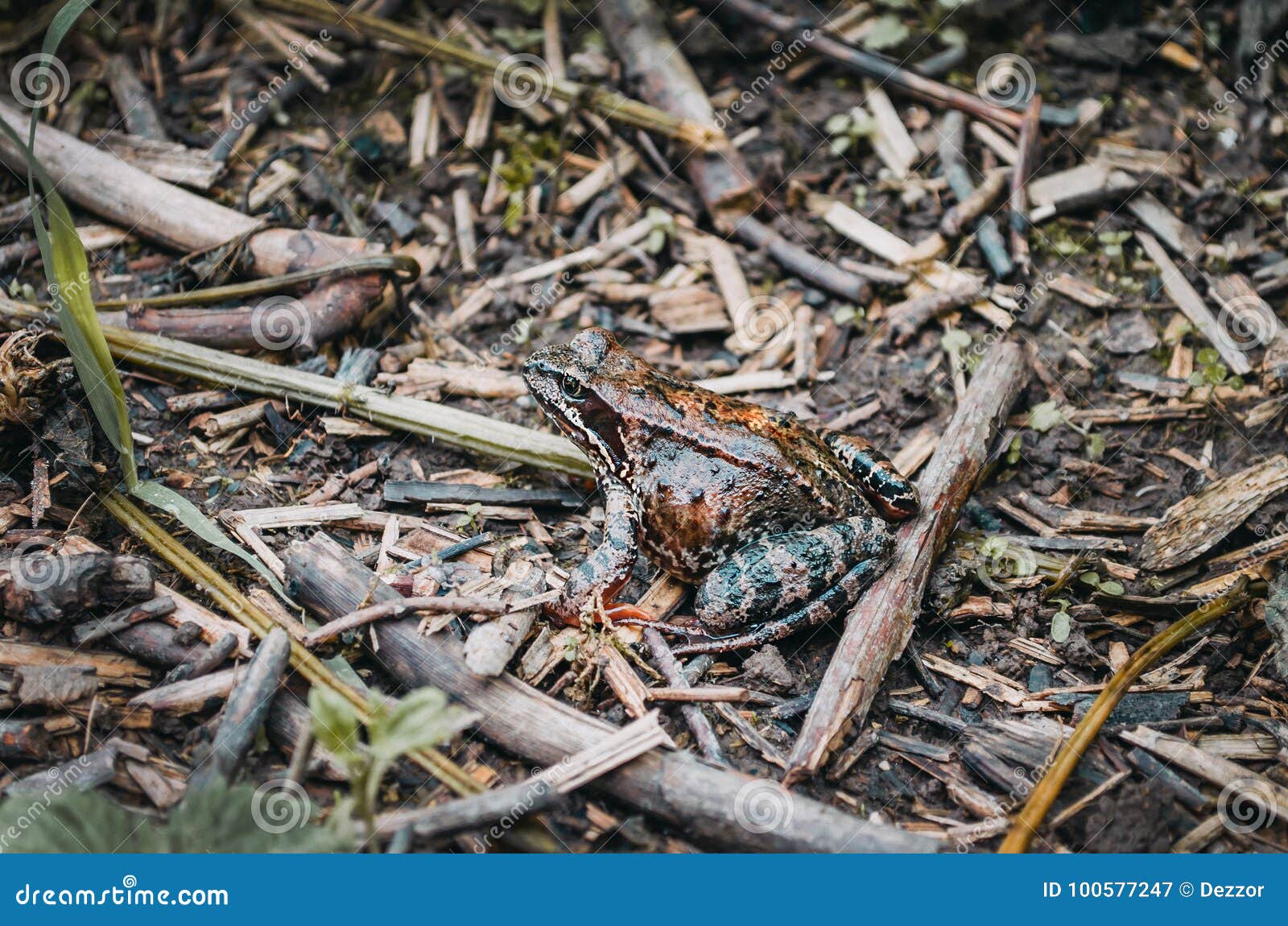 Tree Frog in the Grass Forest Damp Earth. Stock Image - Image of jump ...