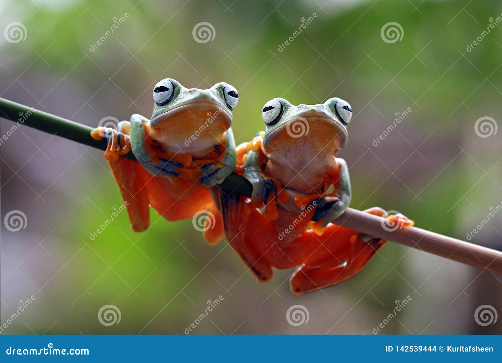 Tree Frog, Dumpy Frog on Branch, Wallace Tree Frog Stock Photo - Image ... Tree Frog, Dumpy Frog on Branch, Wallace Tree Frog Stock Photo - Image ...