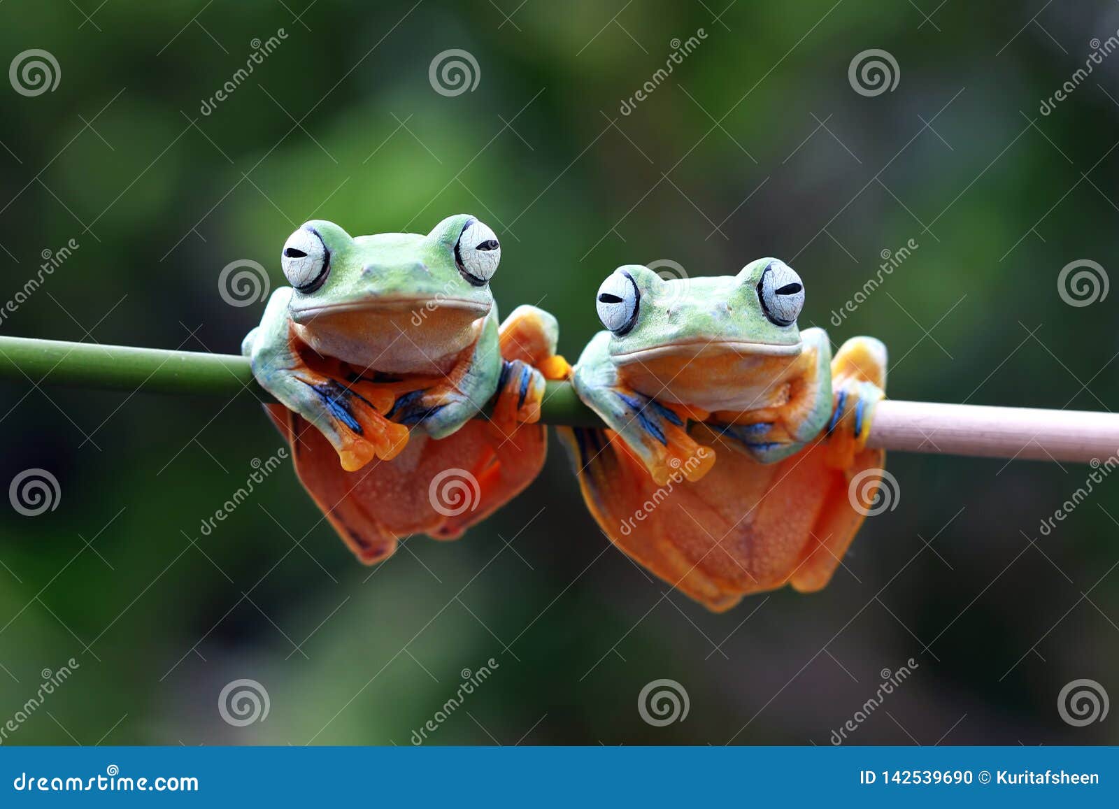 Tree Frog, Dumpy Frog on Branch, Wallace Tree Frog Stock Photo - Image ...