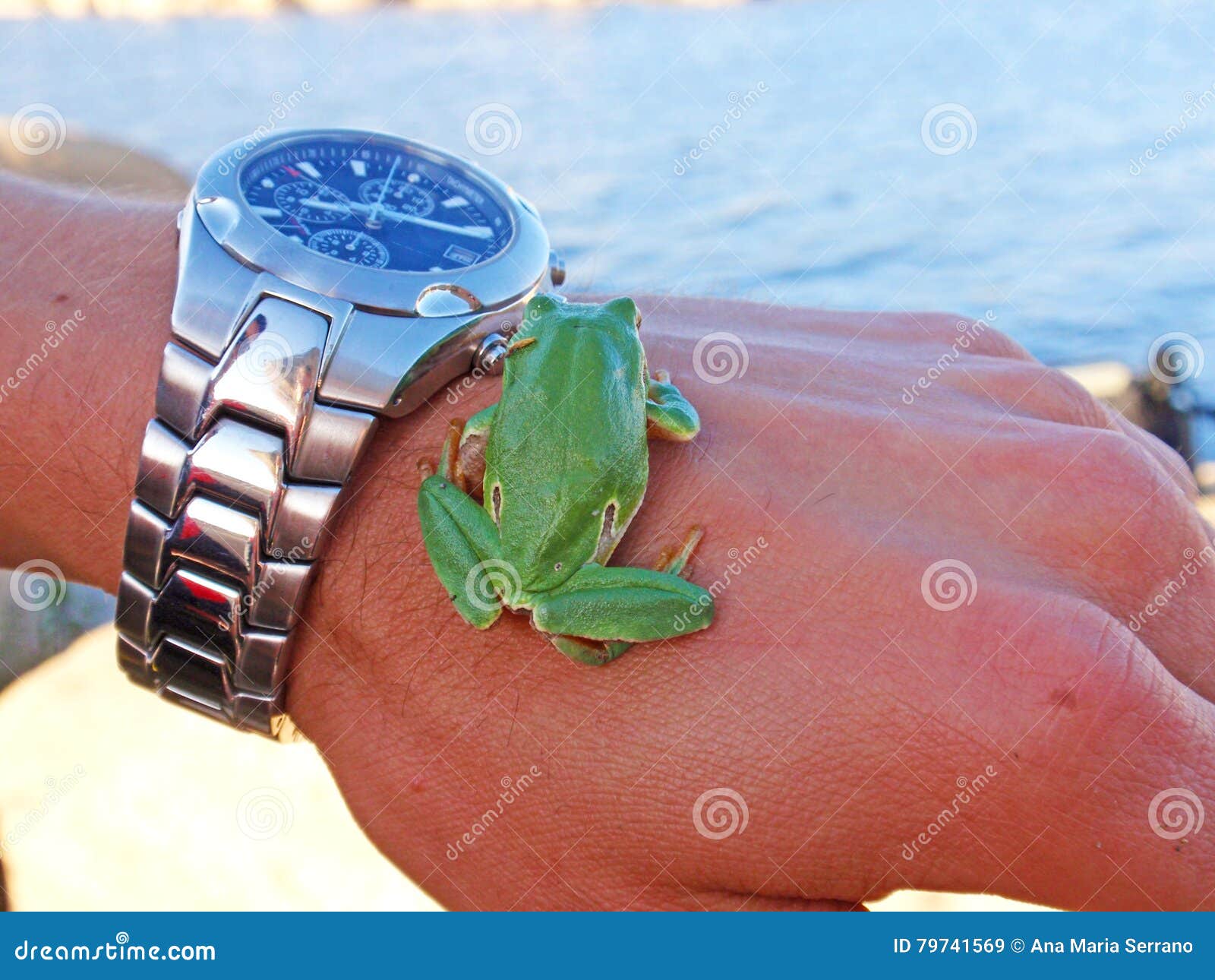 Tree frog on a hand stock image. Image of wildlife, vegetation - 79741569