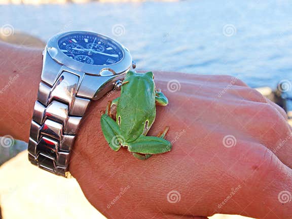 Tree frog on a hand stock image. Image of wildlife, vegetation - 79741569