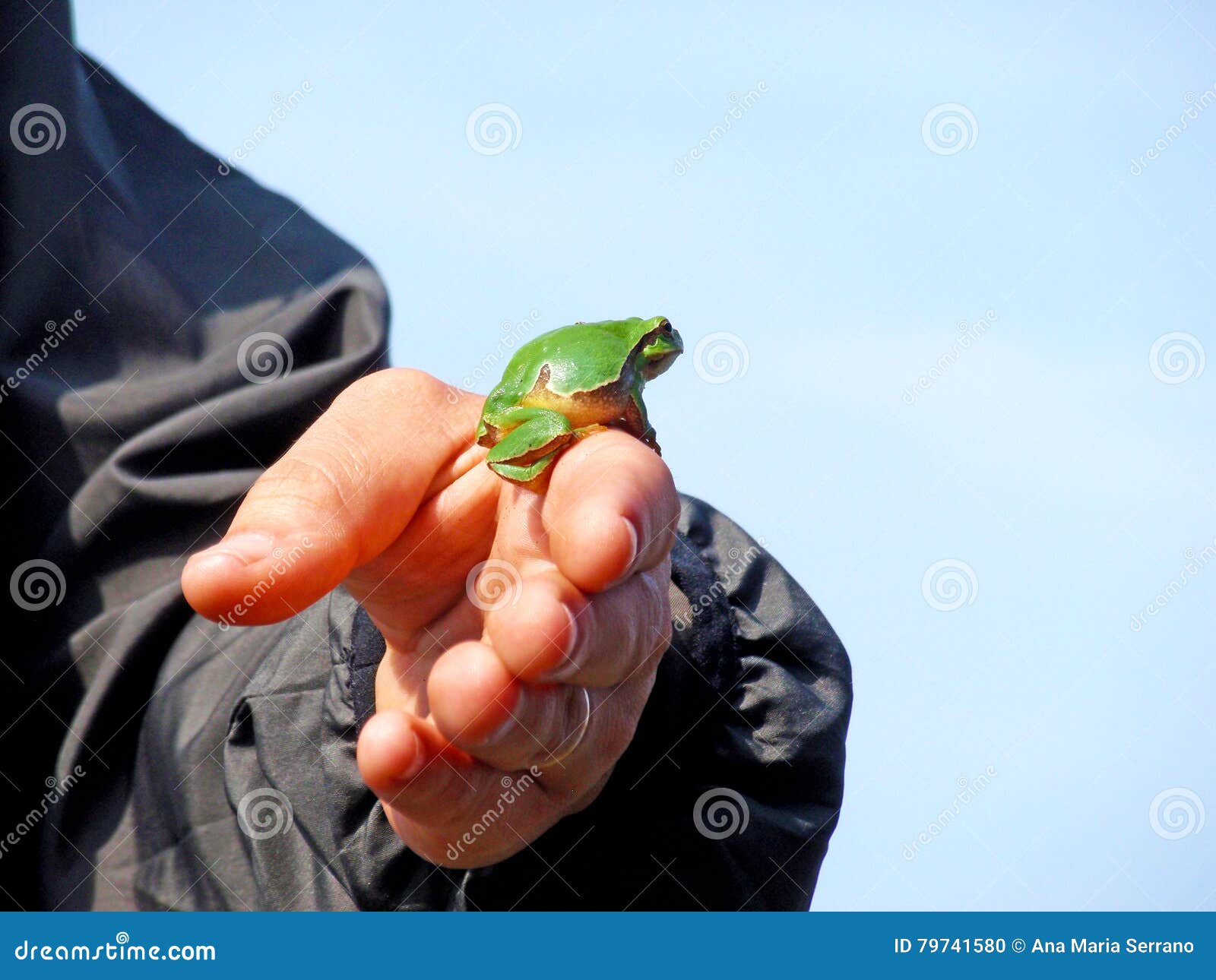 Tree frog on a hand stock photo. Image of herpetology - 79741580