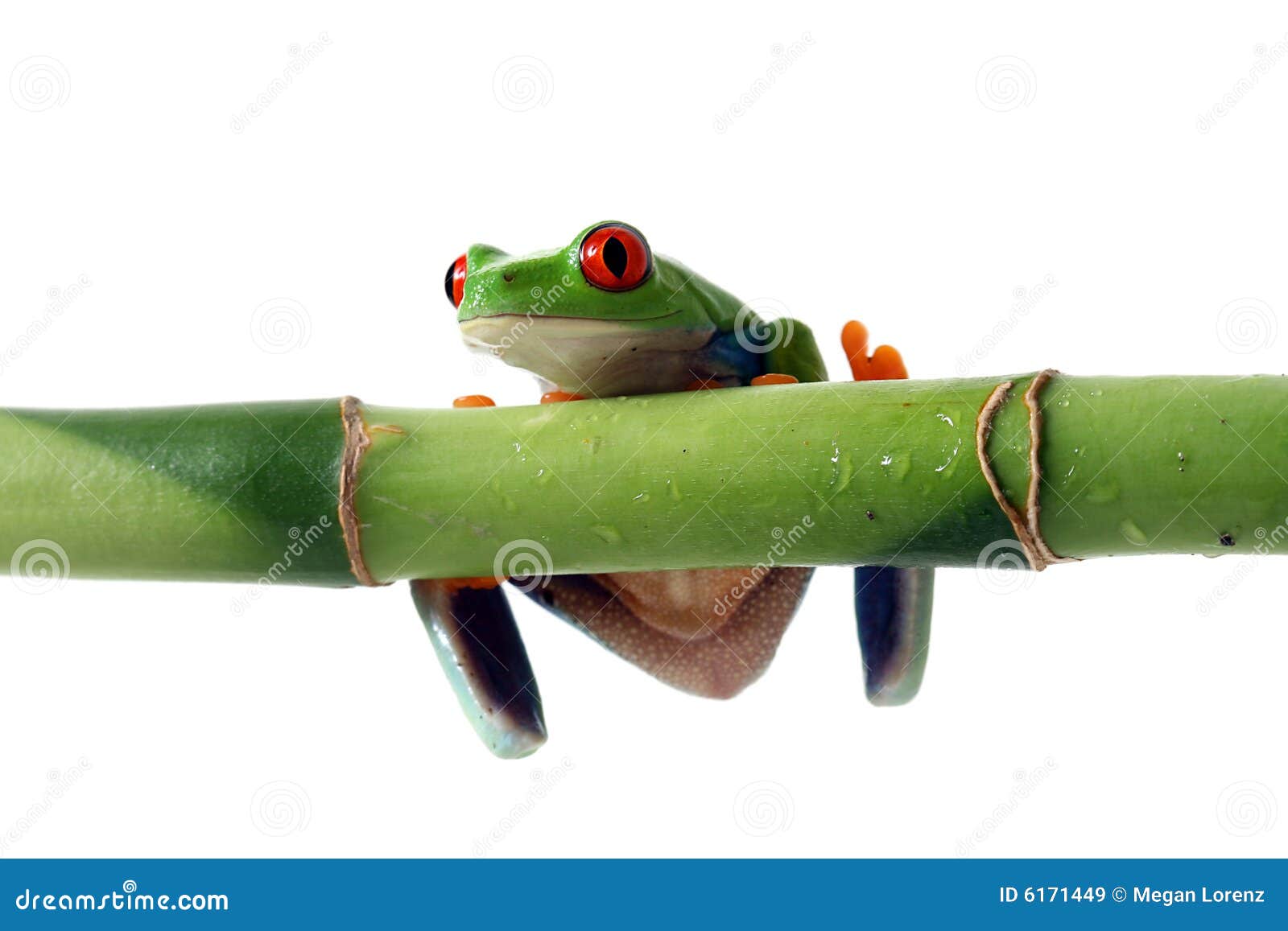 Tree Frog Hanging on Bamboo Stock Image - Image of peering, amphibian ...