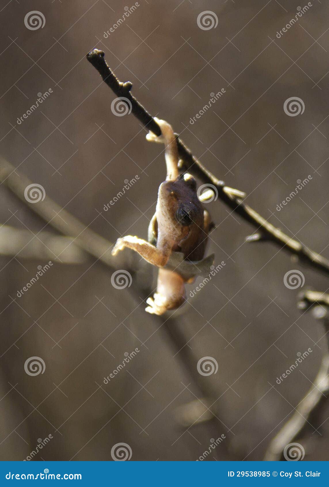 Tree Frog Hanging from a Branch Stock Image - Image of herpetology ...