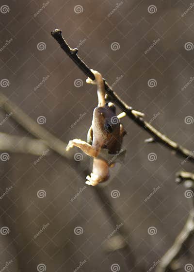 Tree Frog Hanging from a Branch Stock Image - Image of herpetology ...