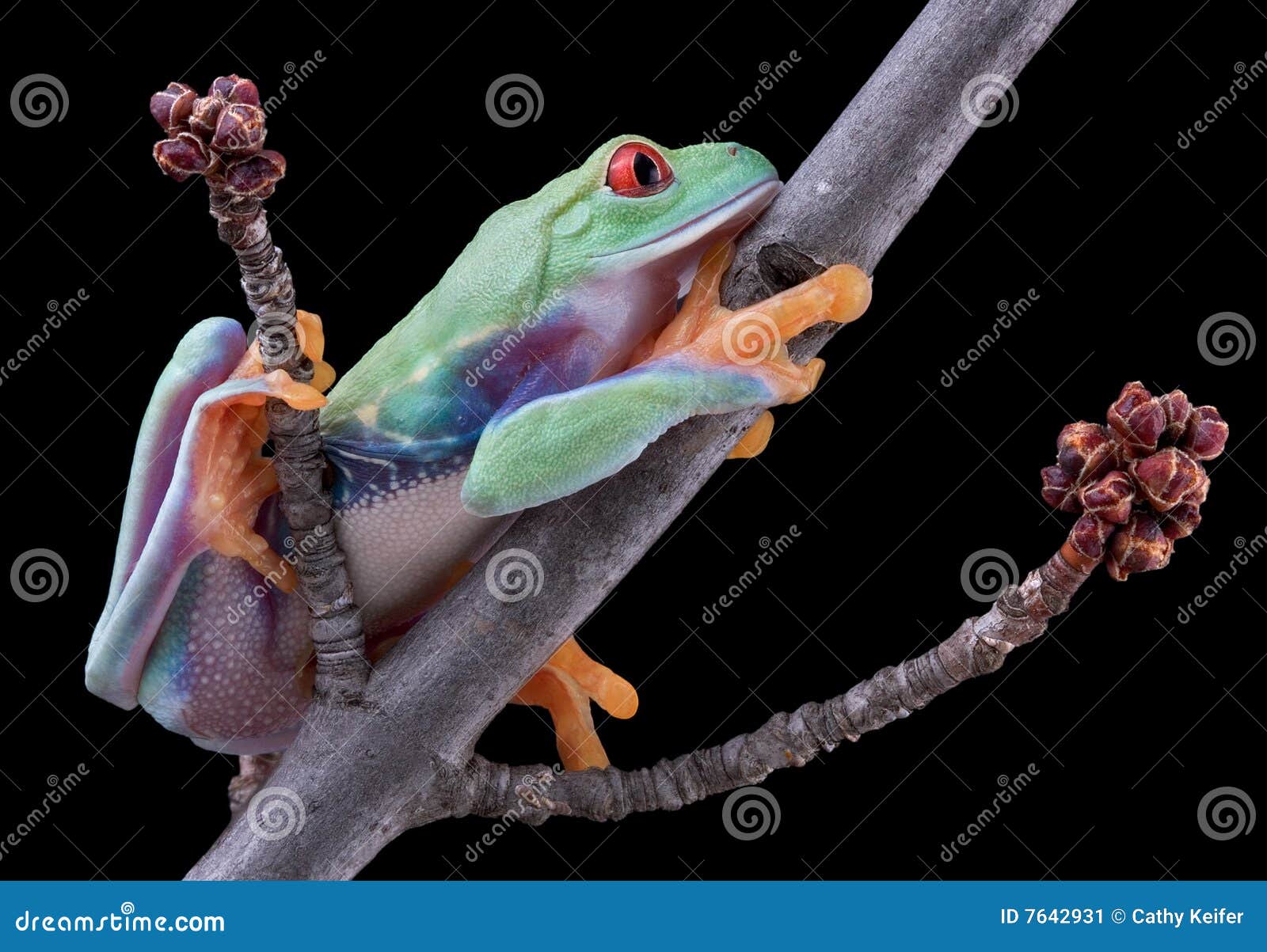 Tree Frog Hanging on Branch Stock Image - Image of tree, isolated: 7642931