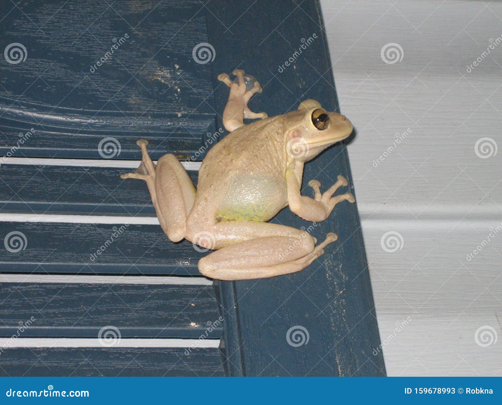 Tree frog hanging in there stock image. Image of shutter - 159678993