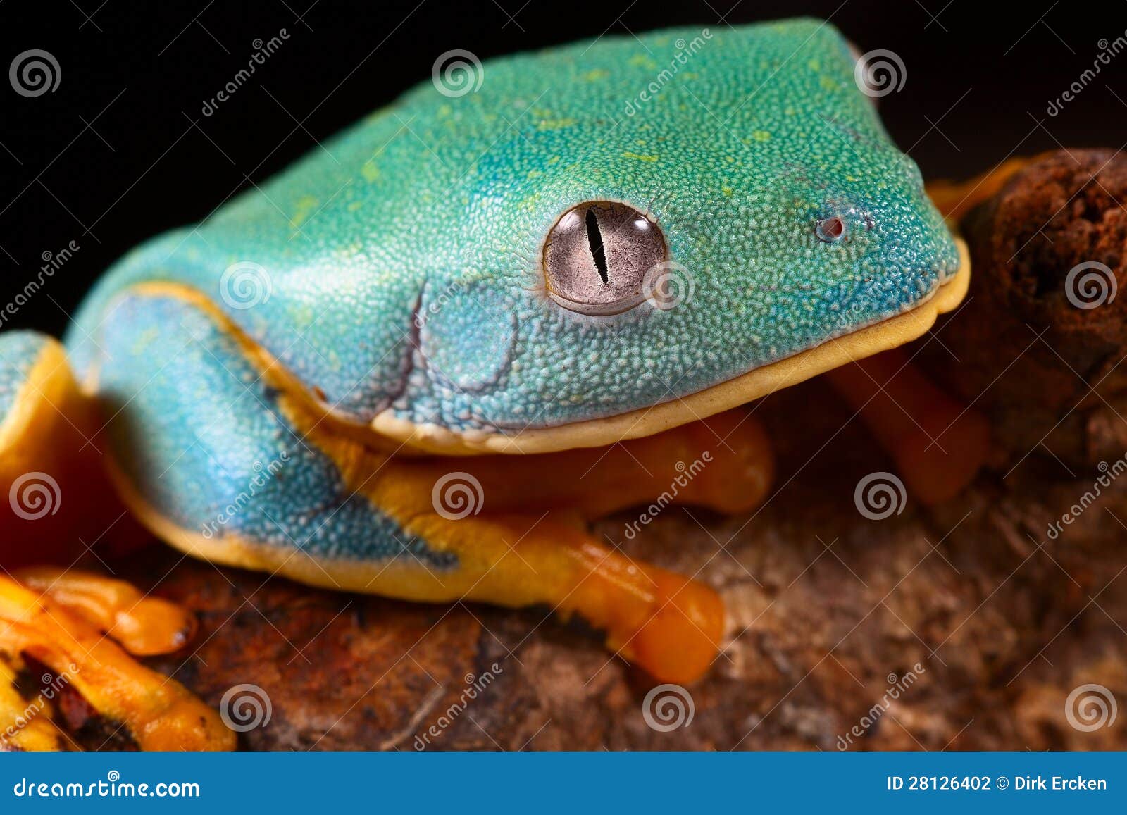 Tree frog head stock photo. Image of panama, animal, blue - 28126402