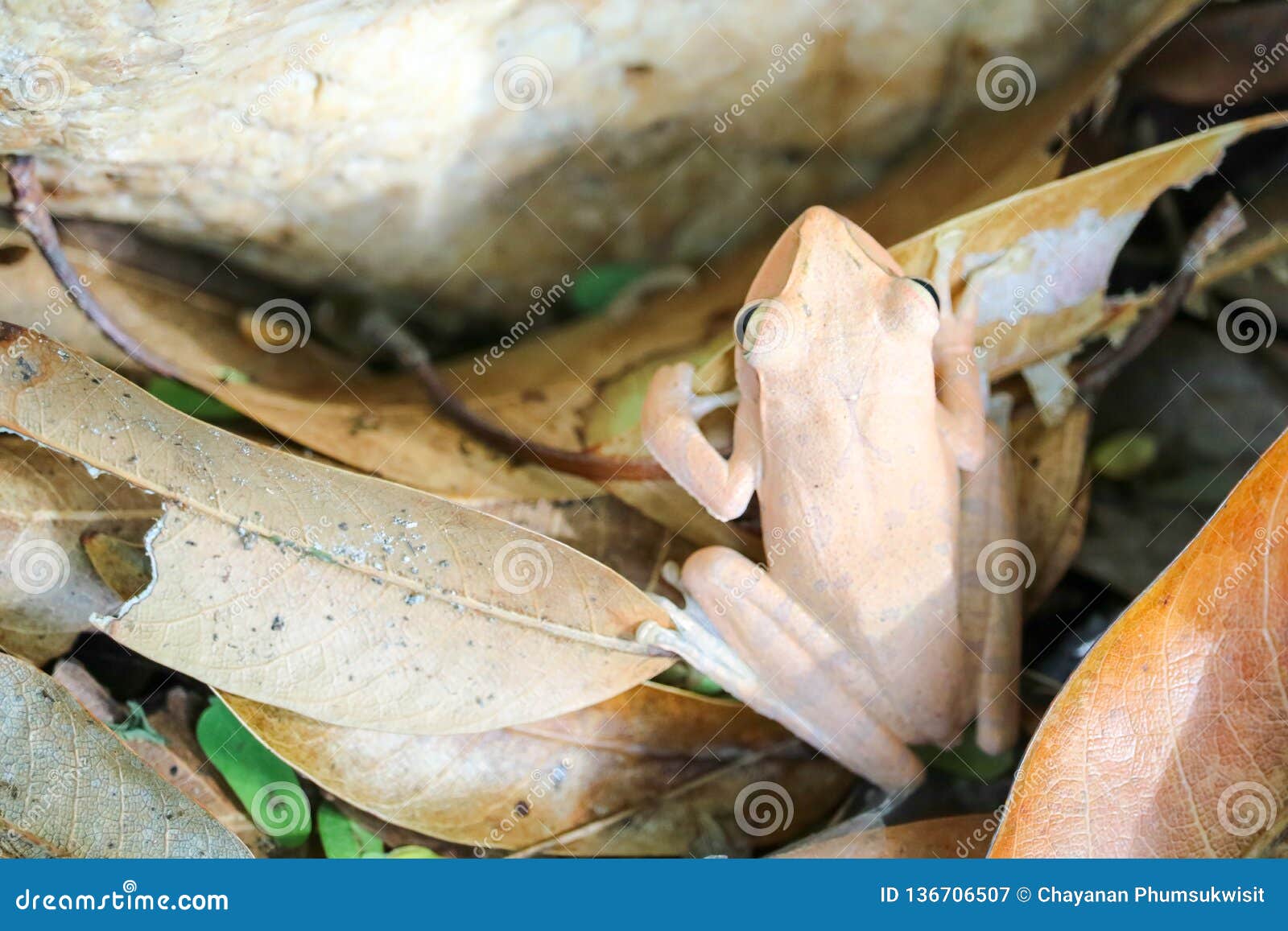 Tree Frog Hide Top of Stone by Adjusting the Skin Stock Image - Image ...