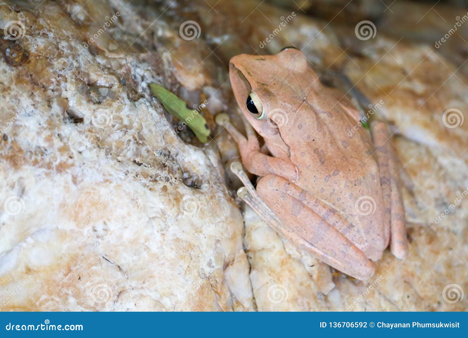 Tree Frog Hide Top of Stone by Adjusting the Skin Stock Photo - Image ...