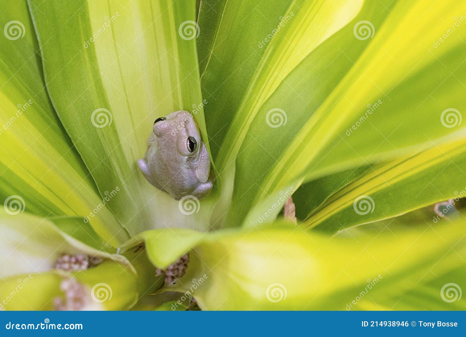Tree Frog Hiding Amongst Large Green Leaves Stock Photo - Image of ...