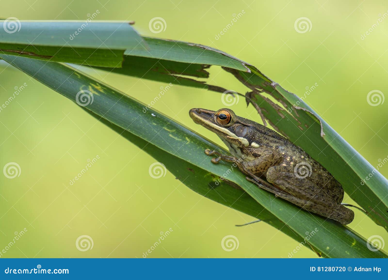 Tree Frog Hiding Behind a Palm Leaf, Stock Photo - Image of biology ...