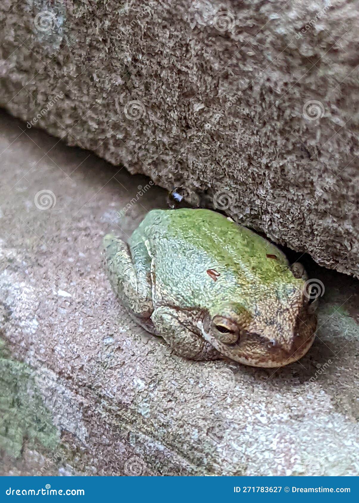 Tree Frog Hiding in Wooden Railing Stock Image - Image of animal, snake ...