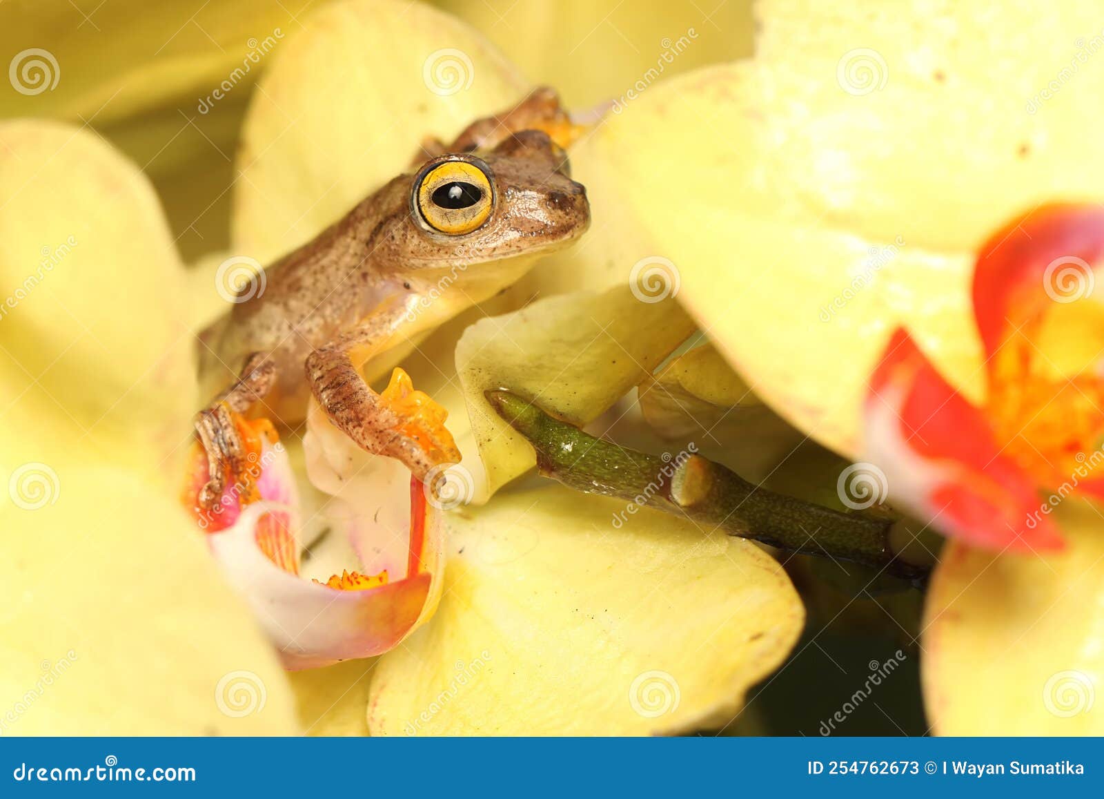 A Tree Frog is Hunting for Prey in an Assemblage of Wild Moth Orchids ...