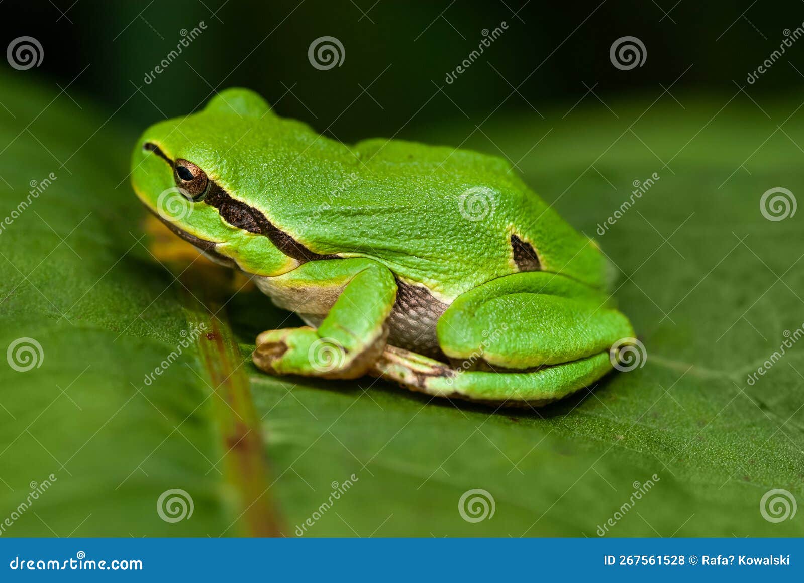 Tree frog - Hyla arborea stock photo. Image of amphibian - 267561528