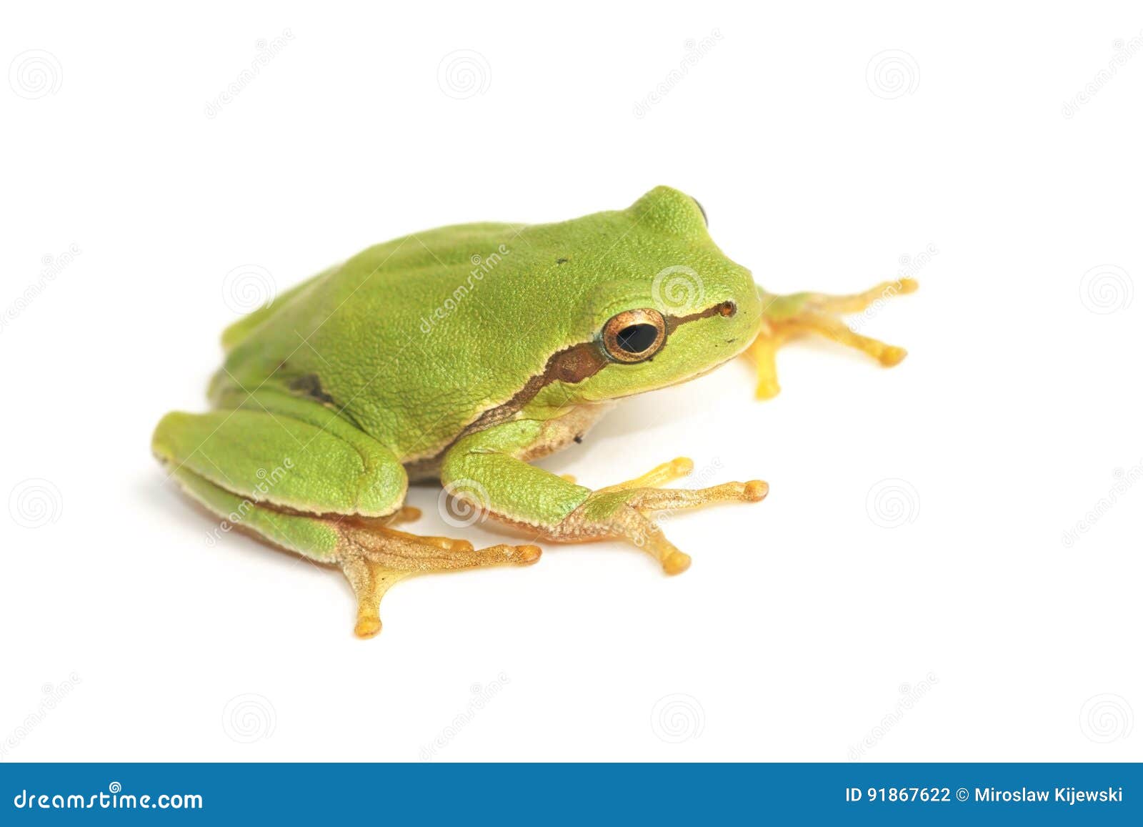 Tree Frog Hyla Arborea on a White Background Stock Photo - Image of ...