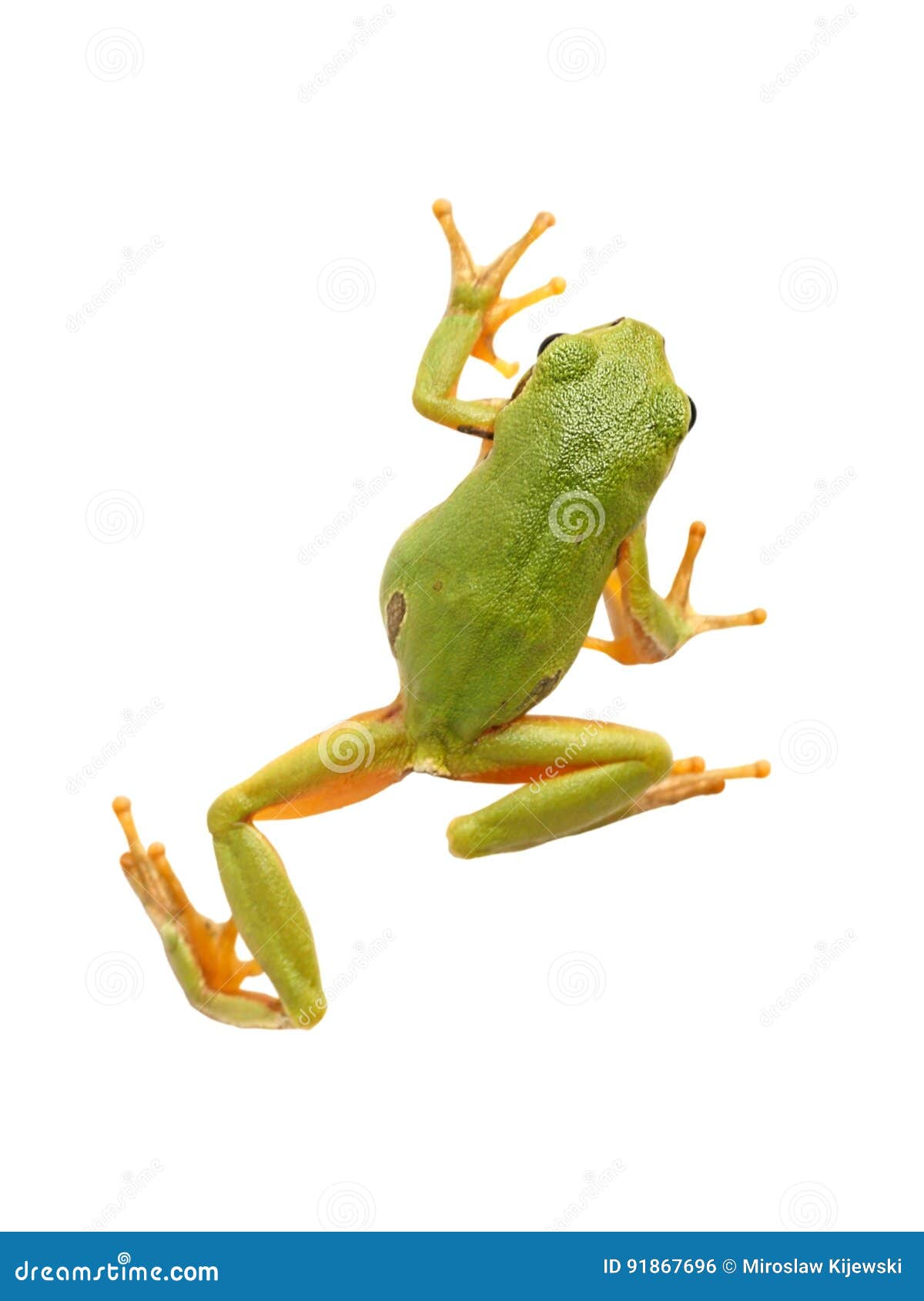 Tree Frog Hyla Arborea on a White Background Stock Photo - Image of ...