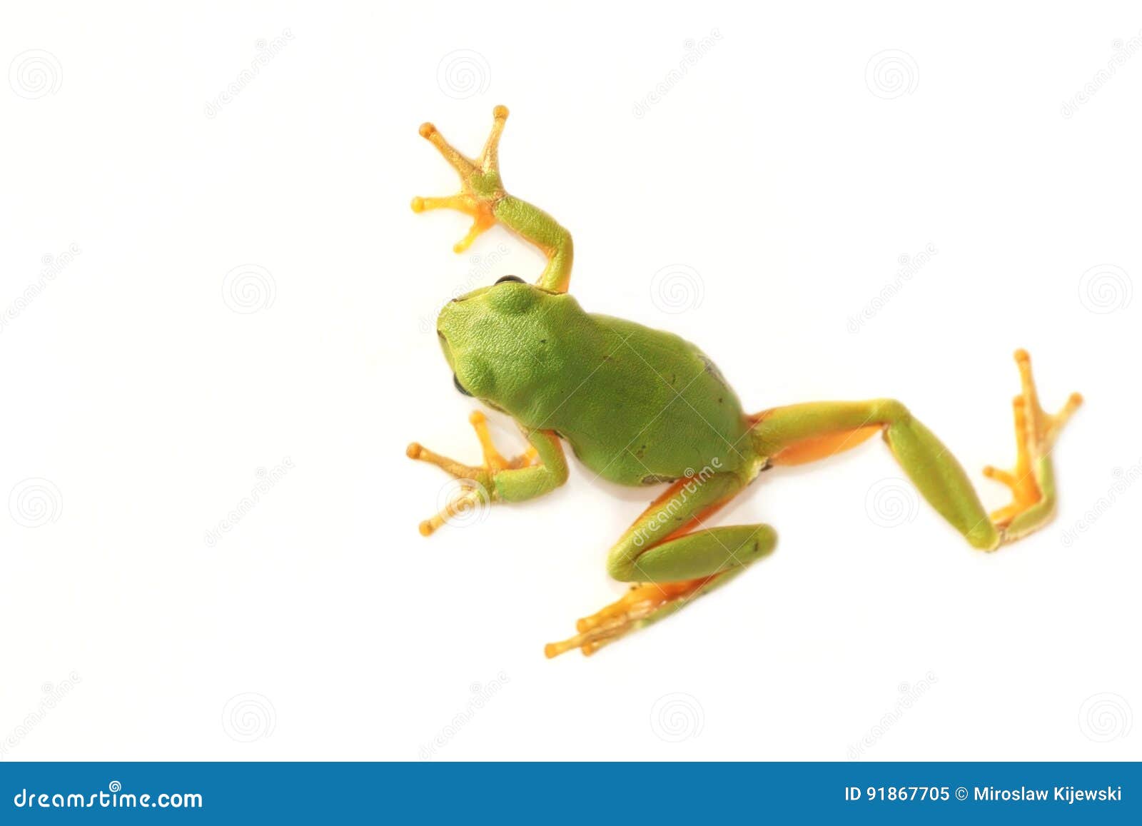 Tree Frog Hyla Arborea on a White Background Stock Image - Image of ...