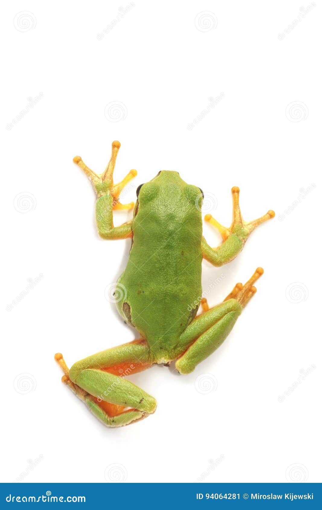 Tree Frog Hyla Arborea, on a White Background Stock Image - Image of ...