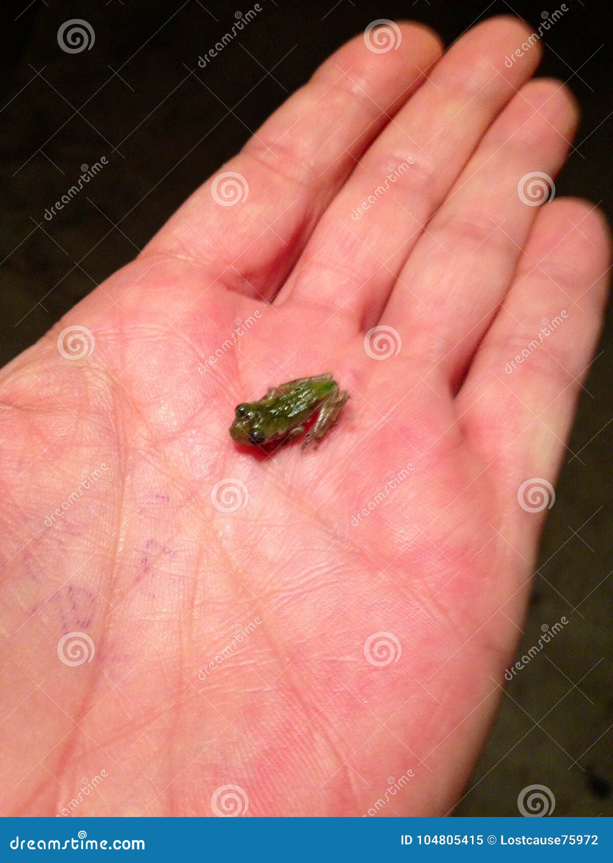 Tree frog baby on a hand stock image. Image of infant - 104805415