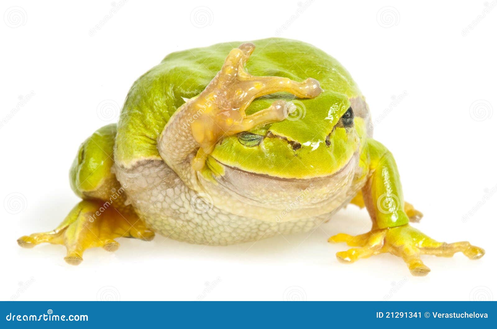 Ugly Frog Stock Images - Download 1,957 Royalty Free Photos - Page 2