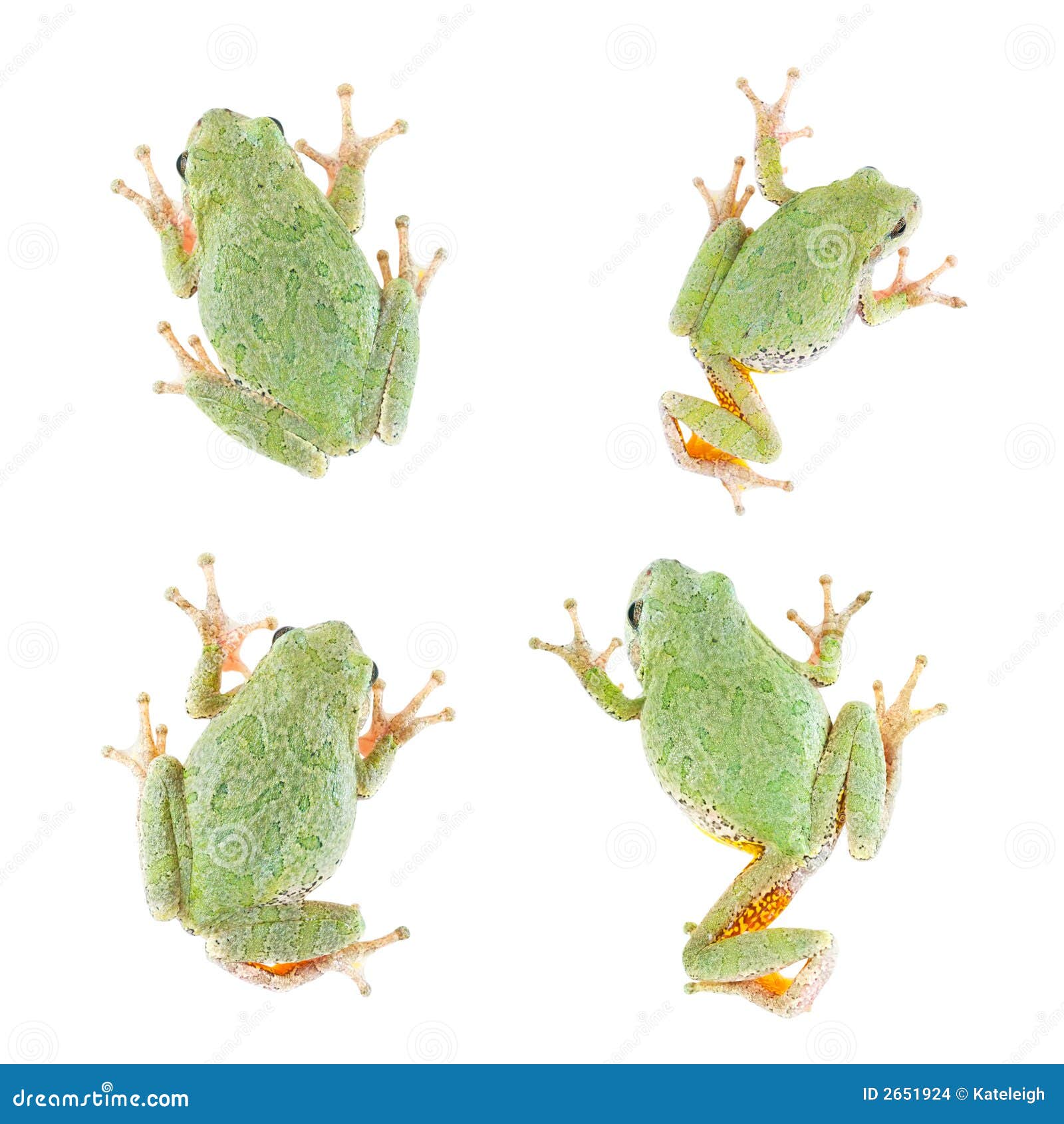 Tree Frog Isolated, 4 Views Stock Photo - Image of tree, angles: 2651924
