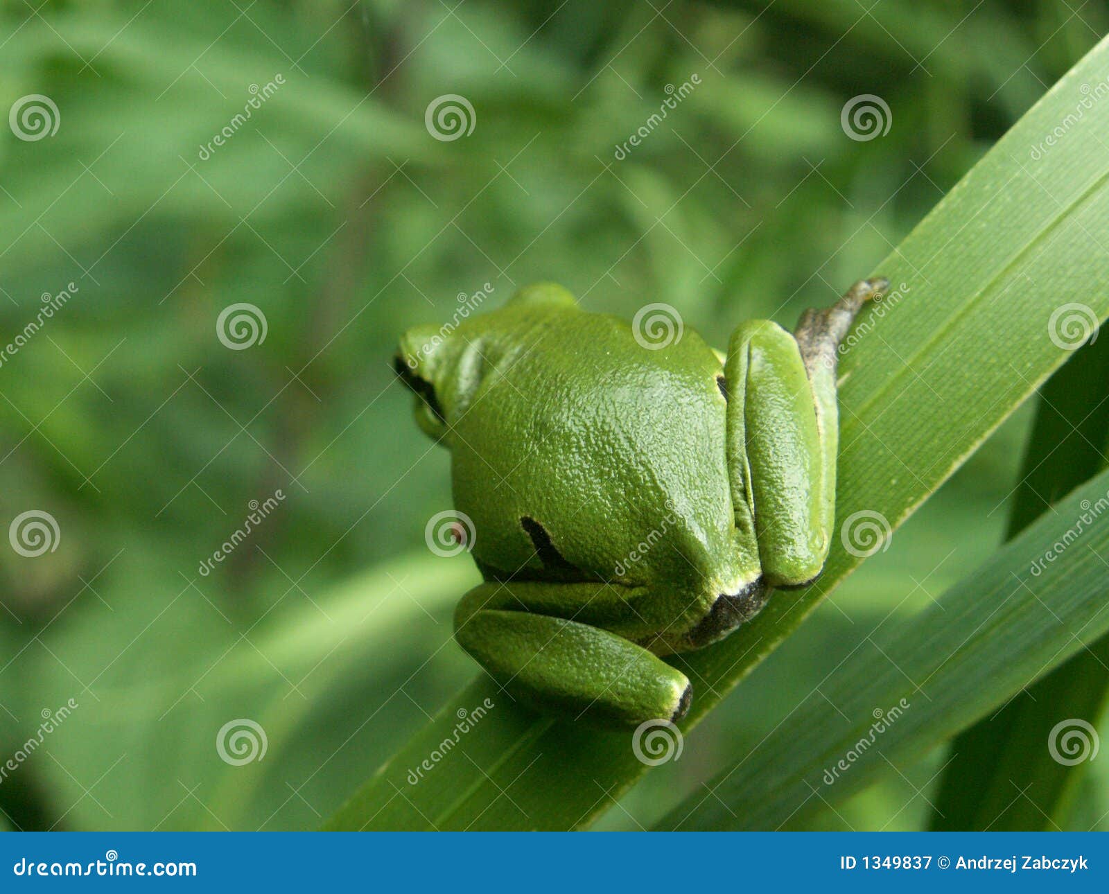 Tree frog on leaf stock image. Image of green, waiting - 1349837