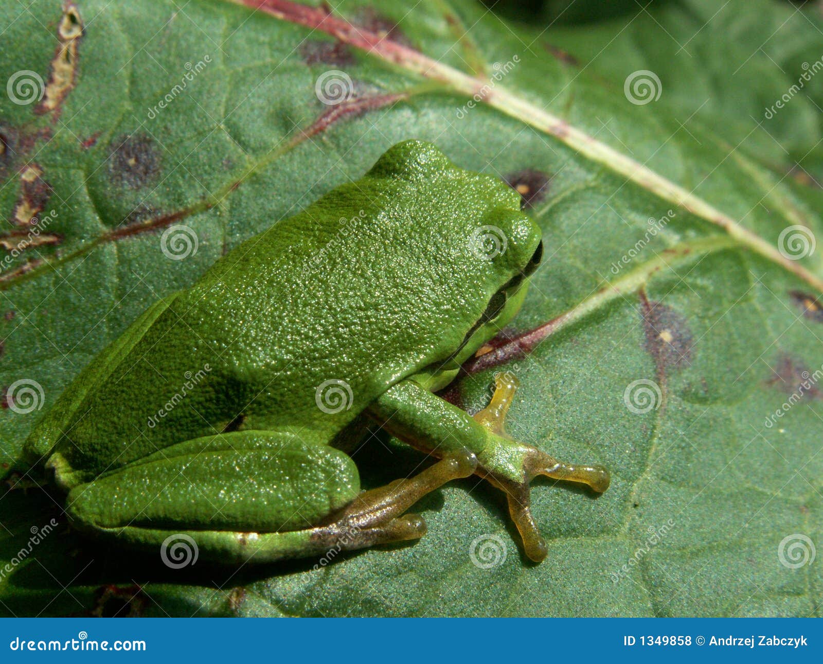 Tree frog on leaf stock photo. Image of pleasure, finger - 1349858