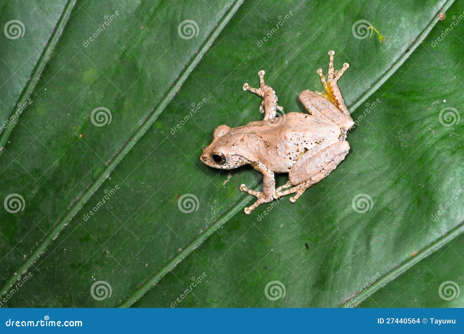 Tree frog on the leaf stock photo. Image of forest, macro - 27440564