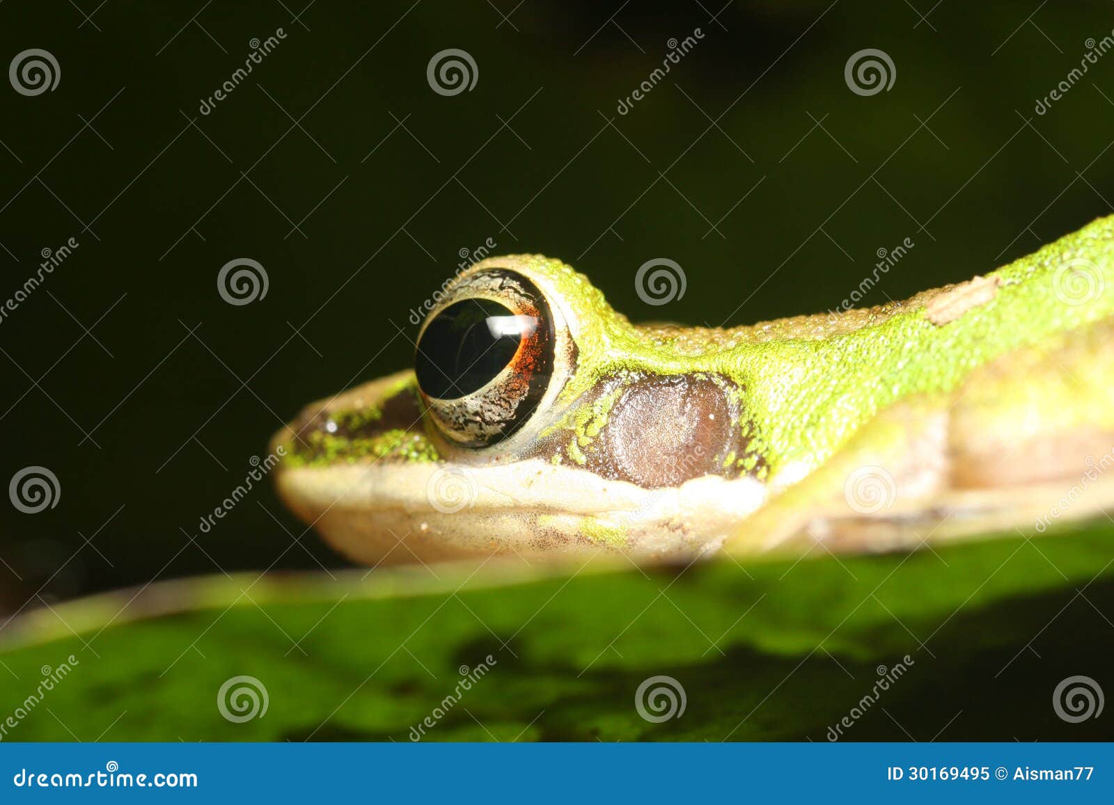 Tree Frog stock image. Image of rain, forest, macro, jungle - 30169495