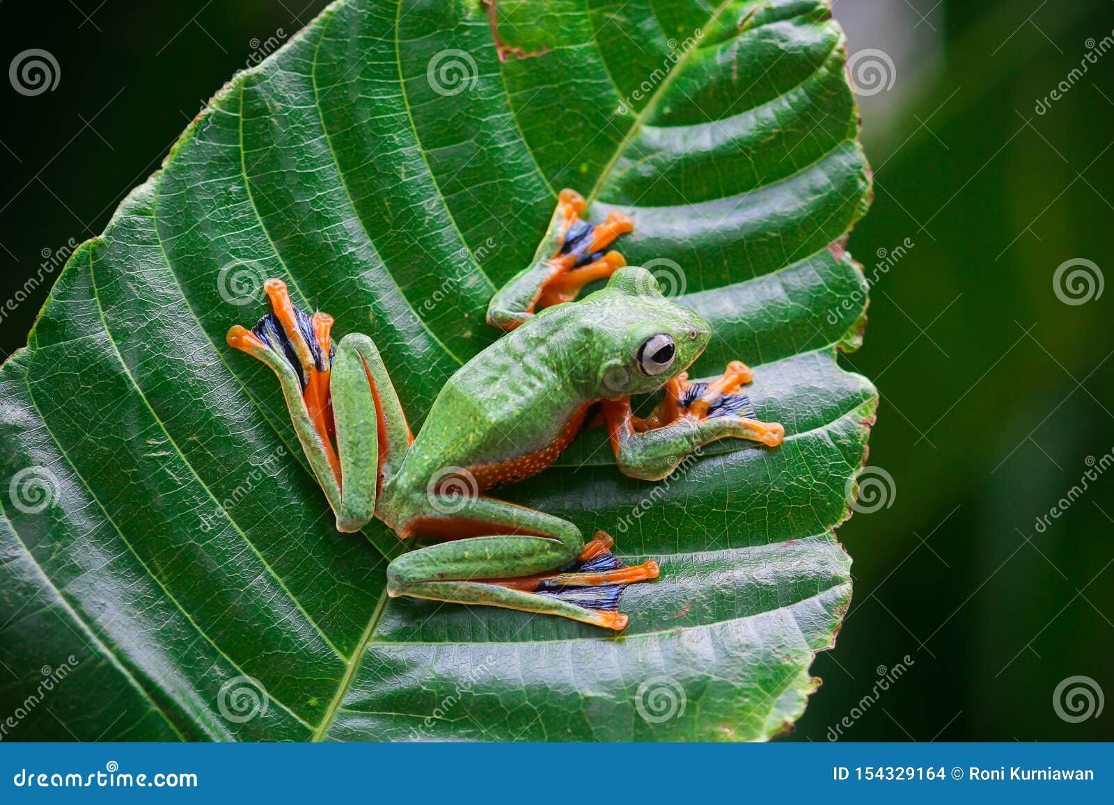 Tree Frog, Tree Leaf on the Leaf Branch Stock Photo - Image of ladybug ...