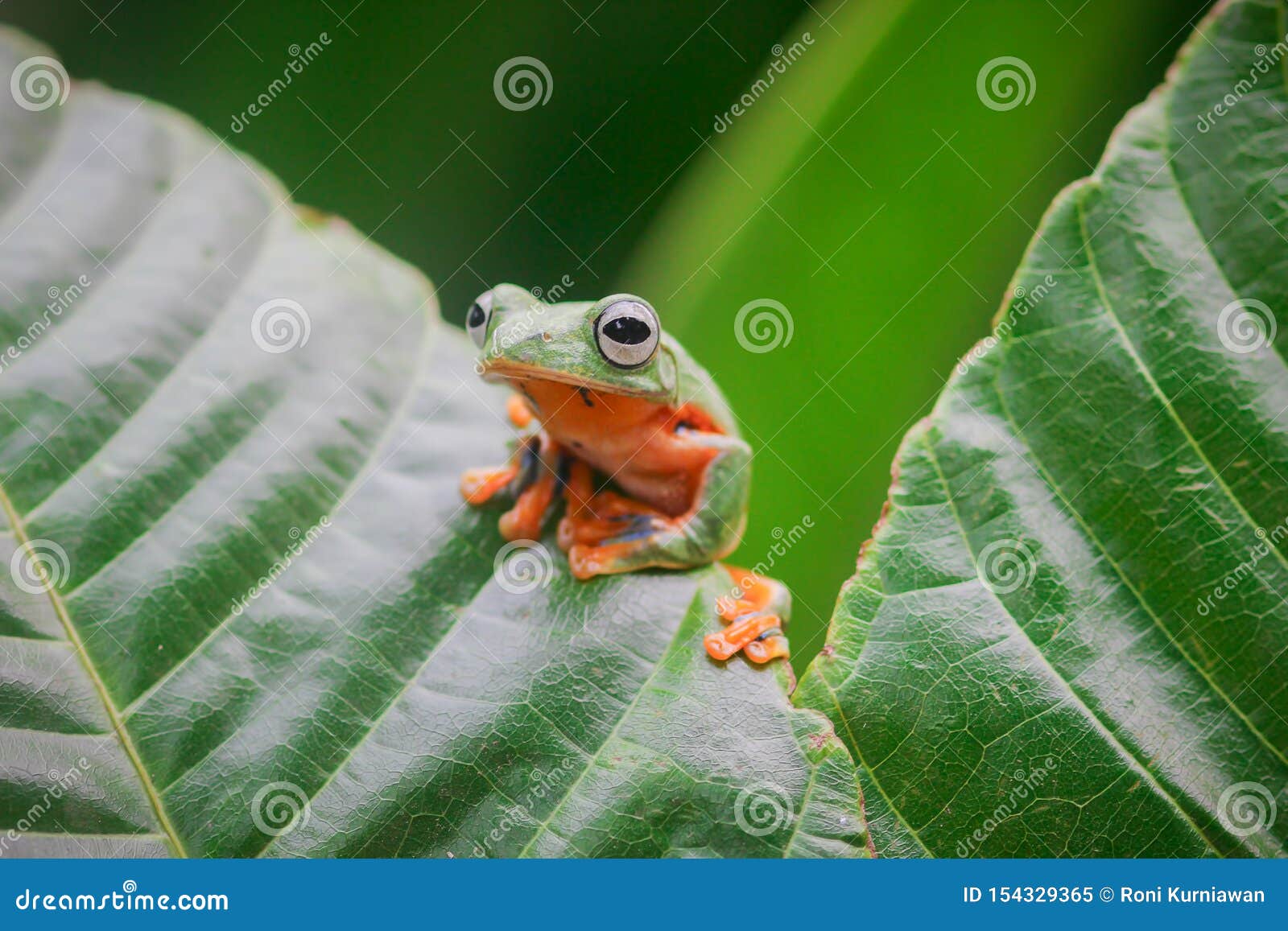Tree Frog, Tree Leaf on the Leaf Branch Stock Image - Image of ...
