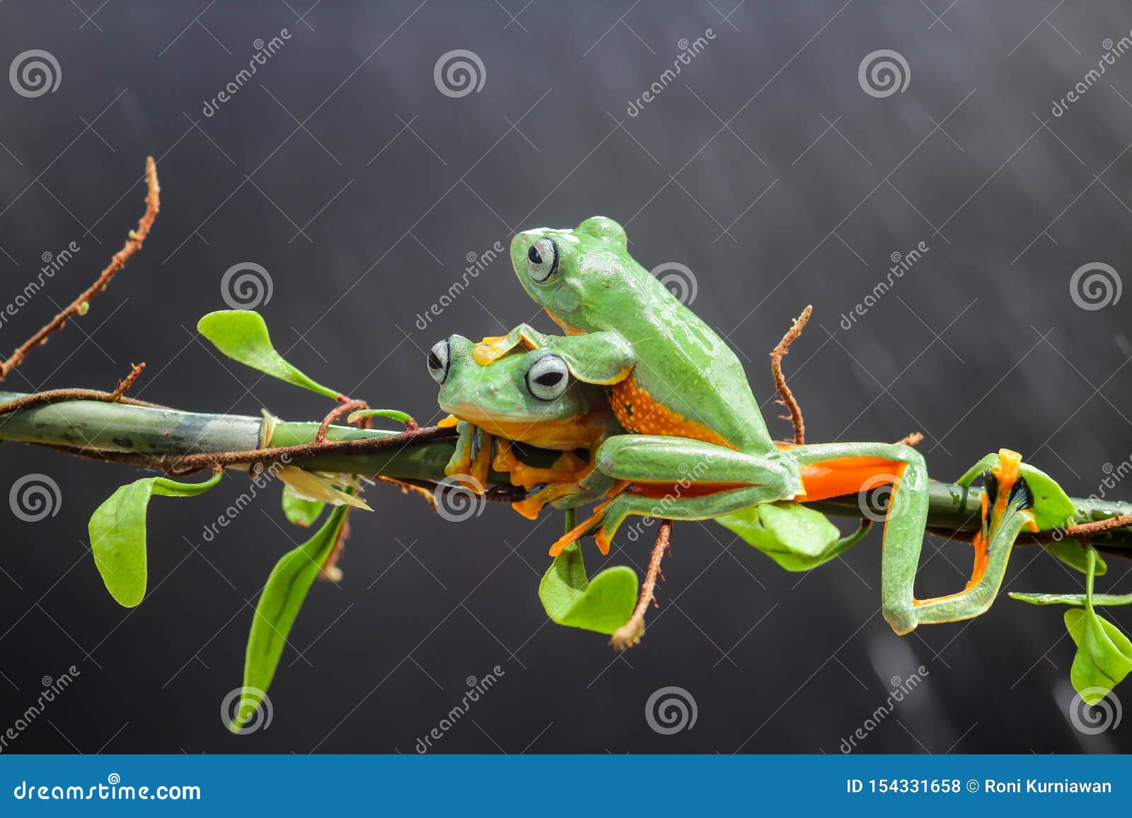 Tree Frog, Tree Leaf on the Leaf Branch Stock Photo - Image of ...